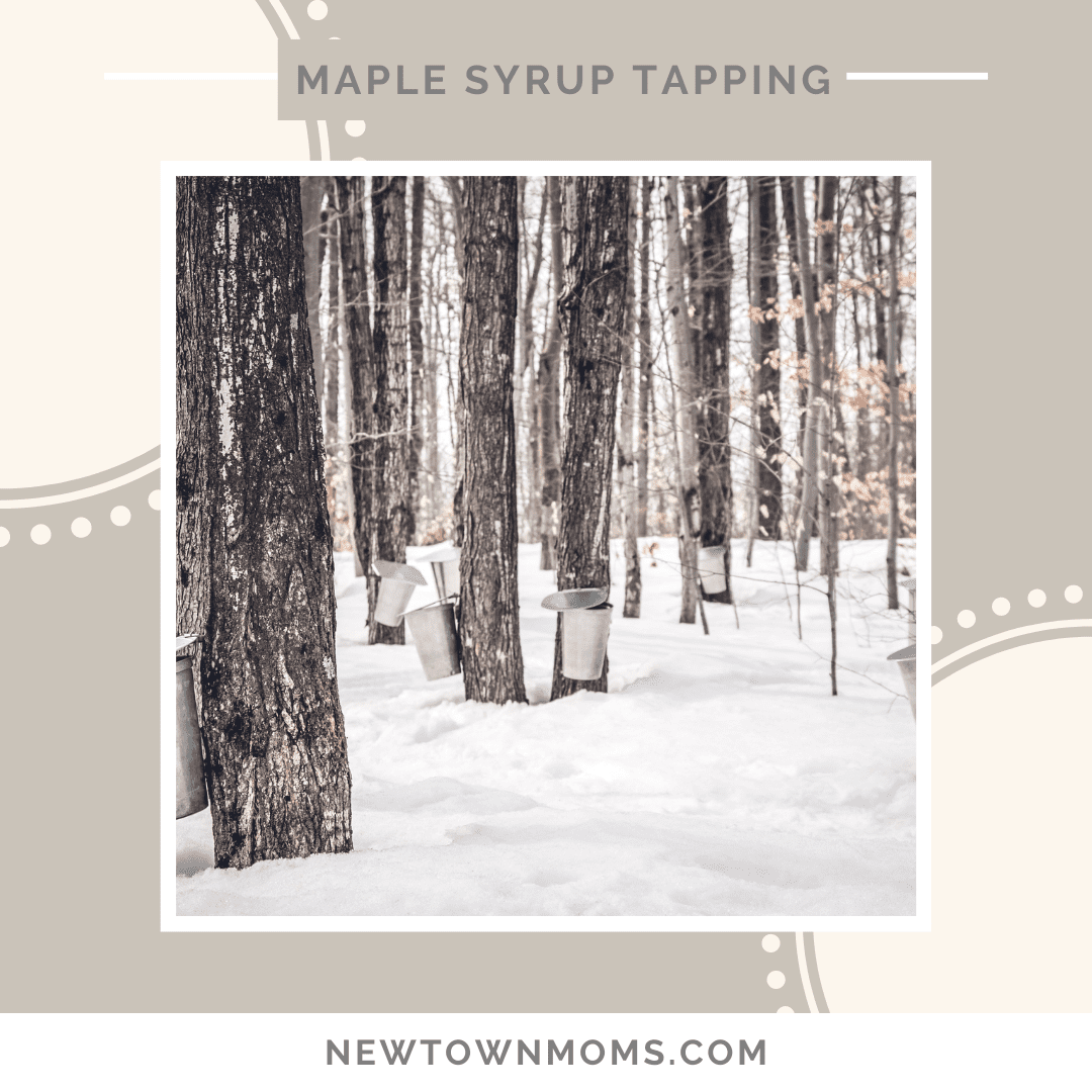 Local Maple Syrup Tapping Events - Newtown Moms