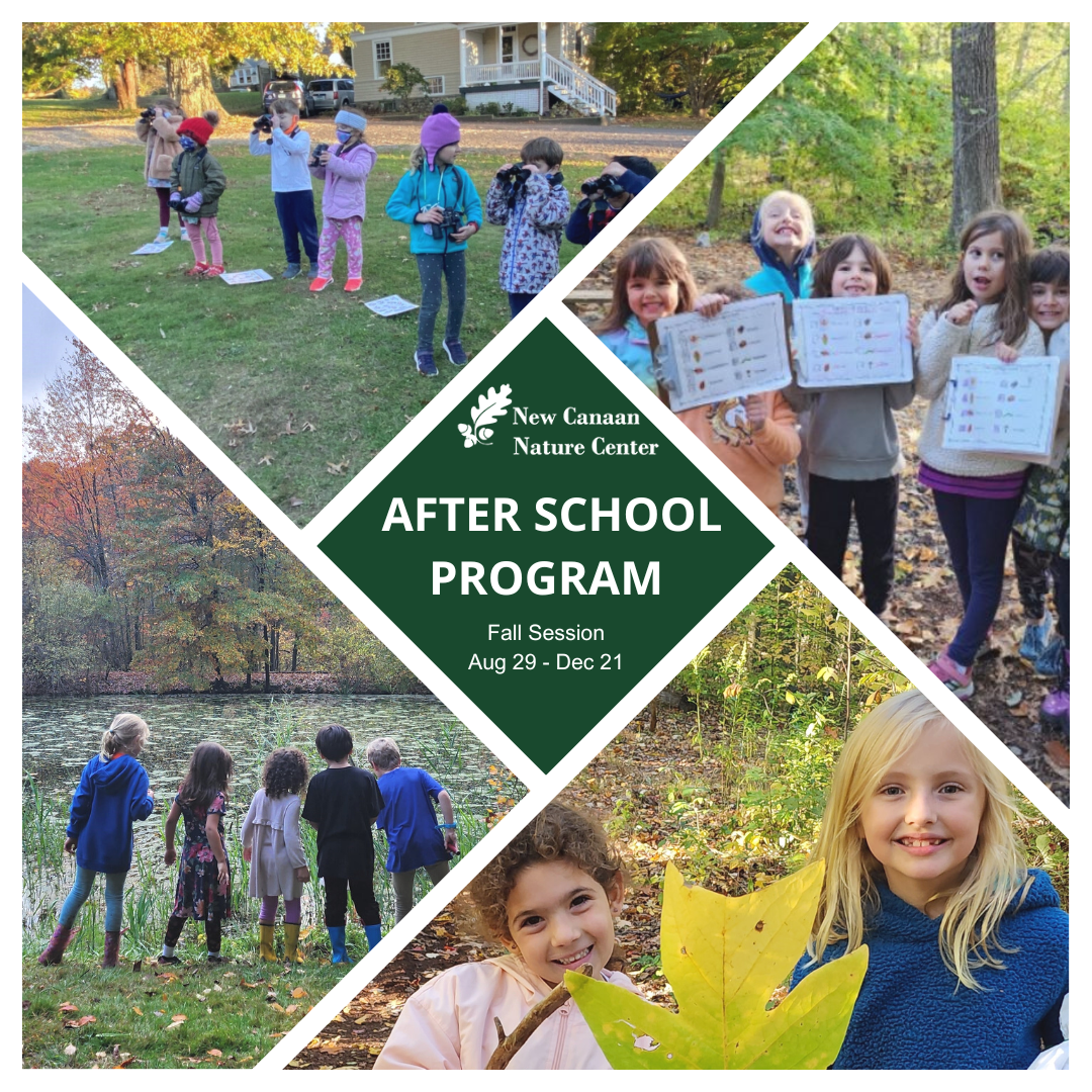 FALL ACTIVITIES GUIDE 2023 - New Canaan & Darien Moms
