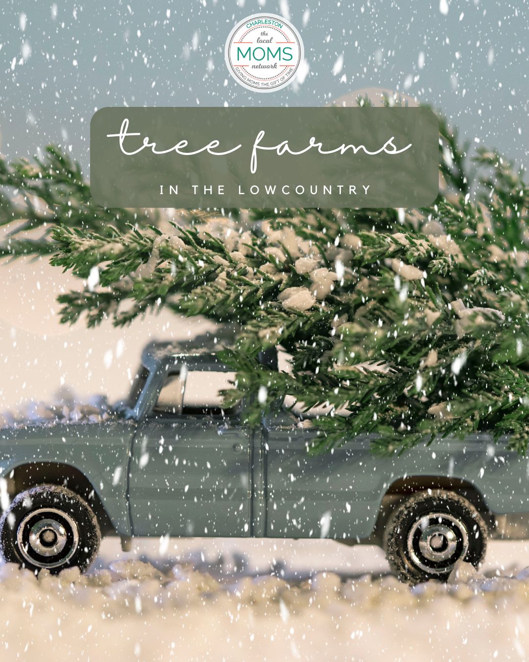 Local Tree Farms in the Lowcountry - Charleston Moms Network