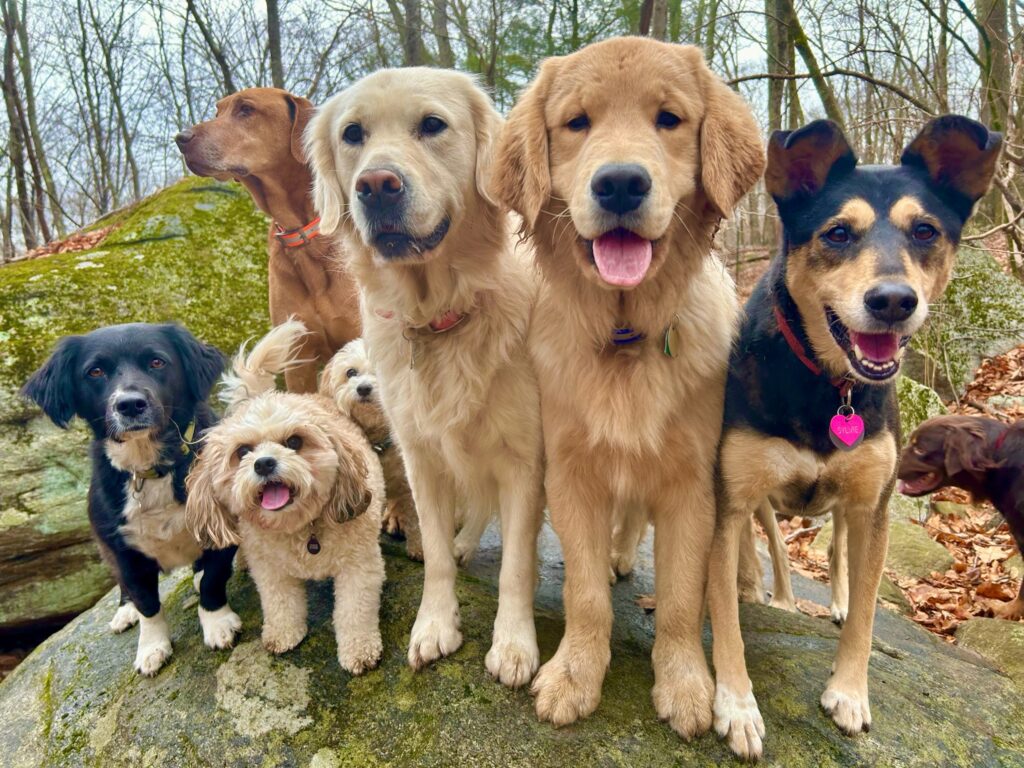 Active Dog Tips During Mental Health Awareness Month - Ridgefield Moms