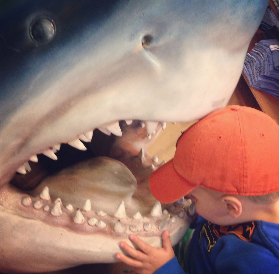 Shark Week and More Sharks! - Greater Lansing Area Moms