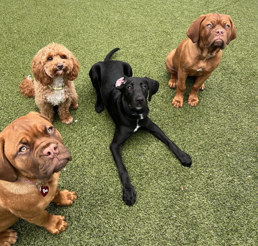 The New Puppy Socialization & Training Preschool at Room for Paws ...