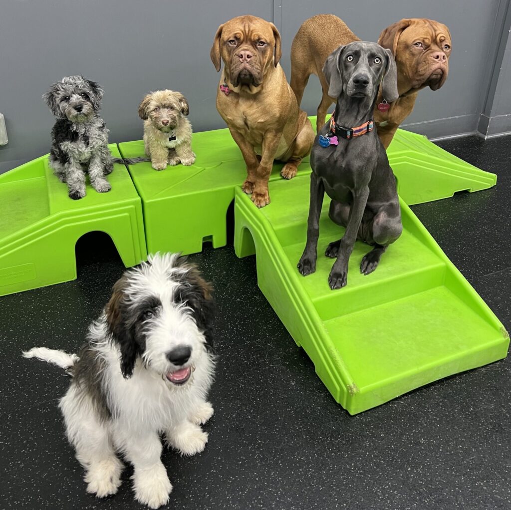 Room for Paws: Your Pup's Home Away from Home! - New Canaan & Darien Moms