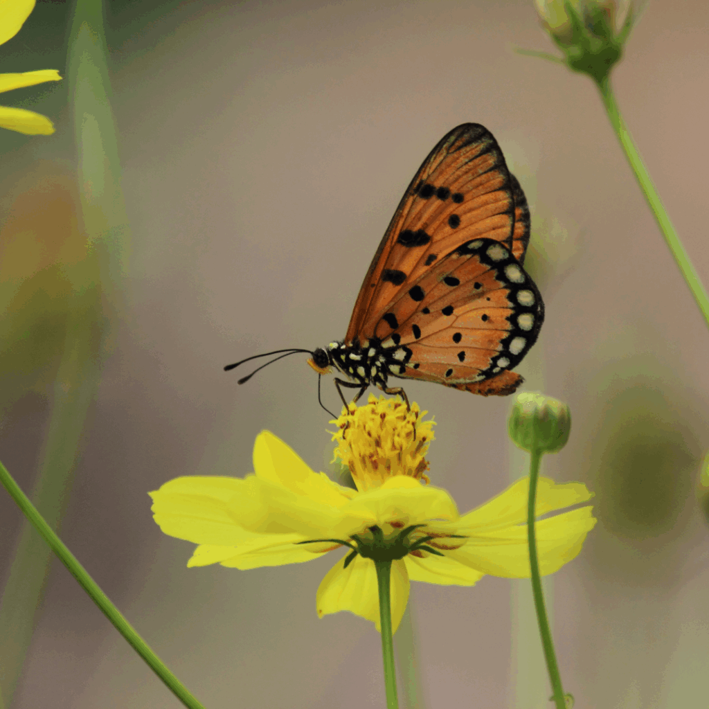 Bruce Beginnings, Junior – Powerful Pollinators - Greenwich Moms