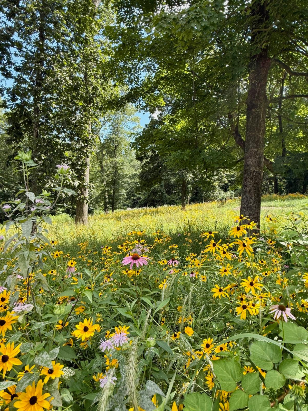 Native Meadow Workshop @Greenwich Land Trust - Greenwich Moms