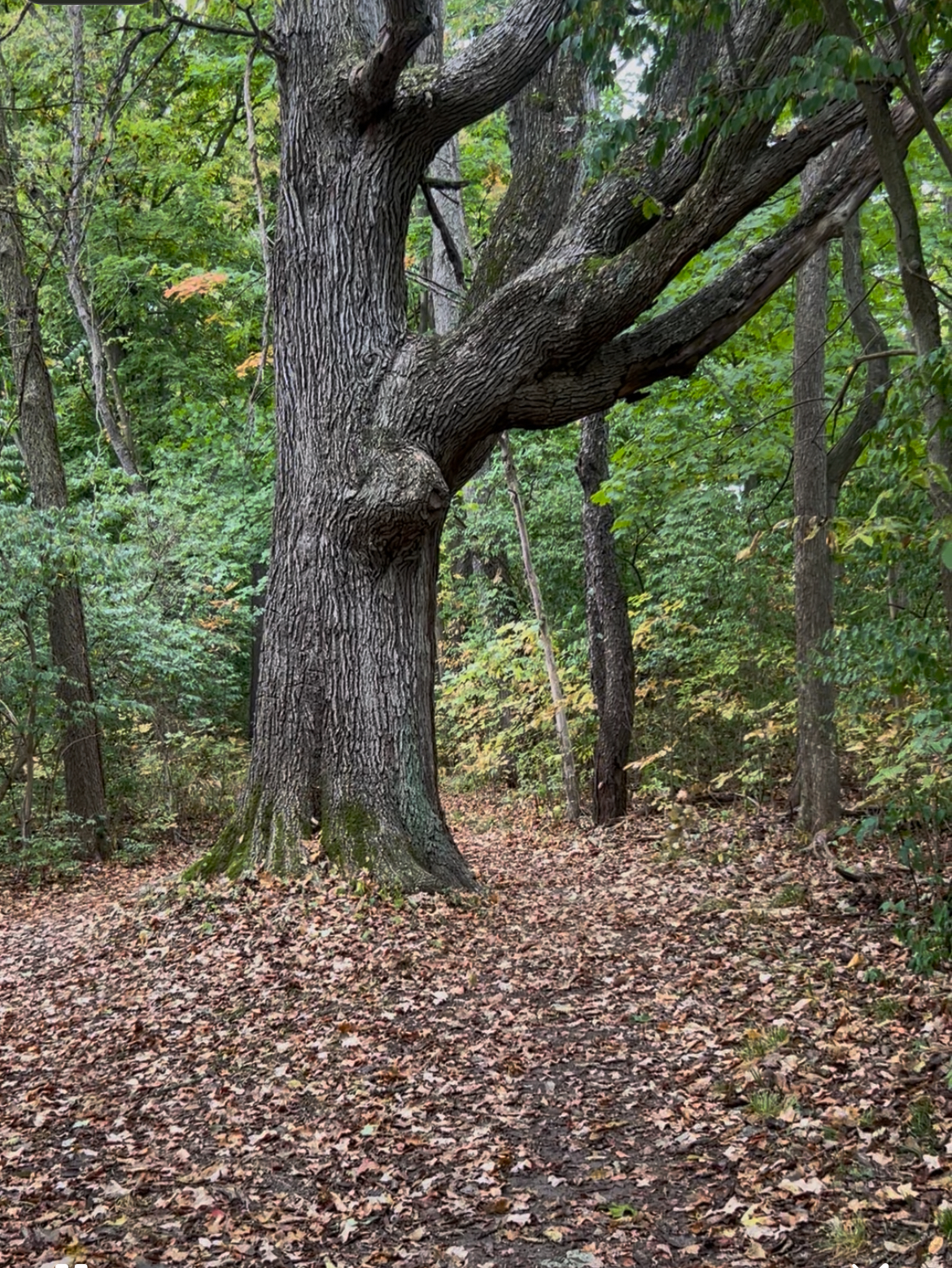 5+ Hiking Trails in Greater Lansing! - Greater Lansing Area Moms