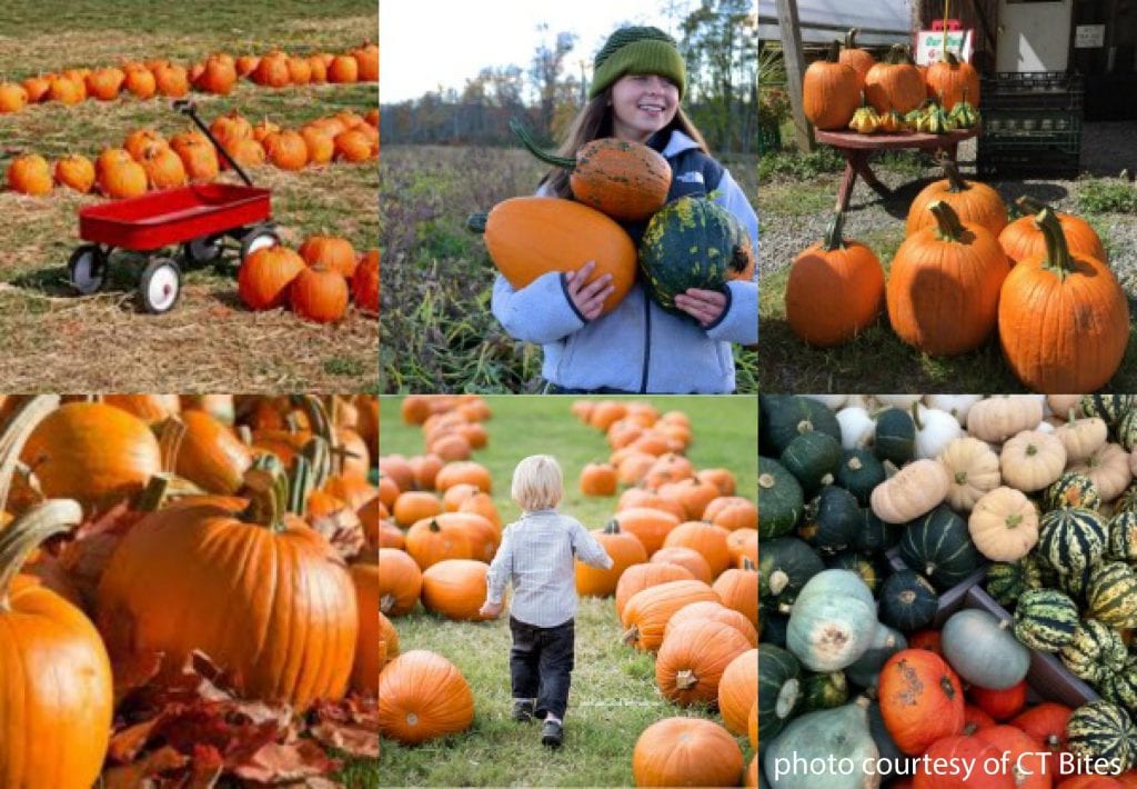 14 Farms For Pick-Your-Own Pumpkins in CT, courtesy of CT Bites - New ...