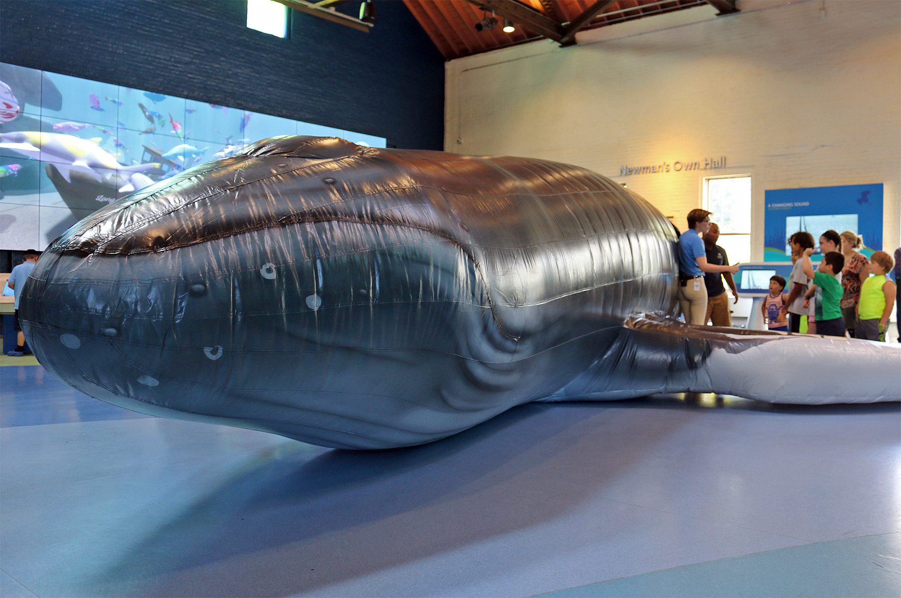 Walk in a Life-Sized Inflatable Humpback Whale at the Maritime Aquarium ...