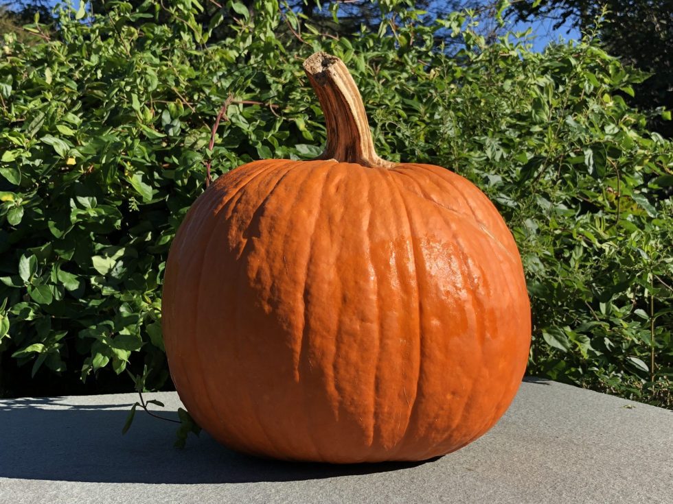 Pumpkin Picking Season is Here! | New Canaan & Darien Moms