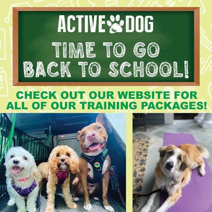Our Pups deserve some Back to School Training too! - Rye & Rye Brook Moms