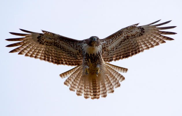 Hawk Watch Season Kickoff - Greenwich Moms