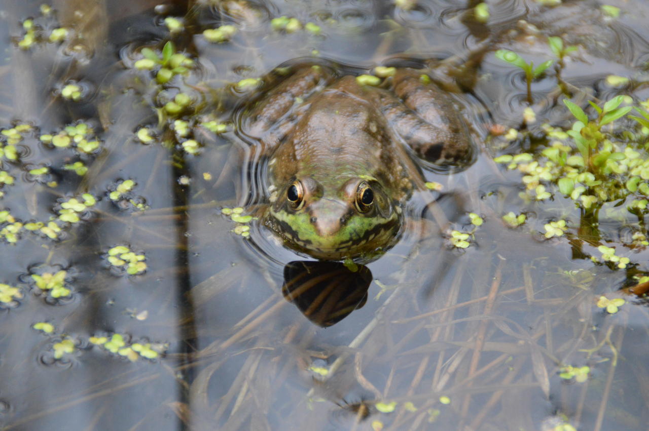 Frogs, Salamanders & More!: Ponds & Vernal Pools - Greenwich Moms