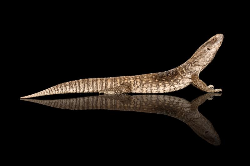 Scales & Slime: Reptiles and Amphibians - Greenwich Moms