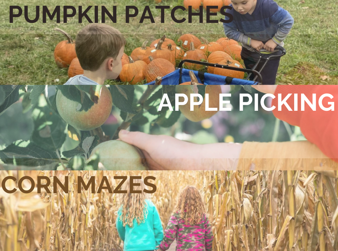 Apples, Pumpkins and Corn Mazes, Oh My! - Greenwich Moms