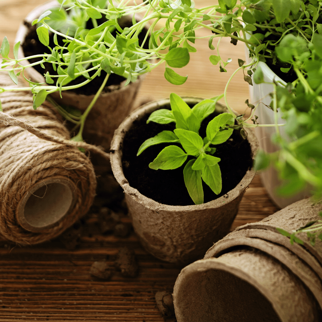 Get Out and Garden! - The Monmouth Moms