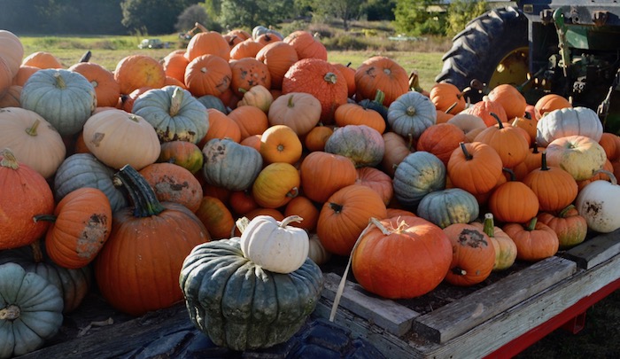 Local Fall Farm Guide - Ridgefield Moms